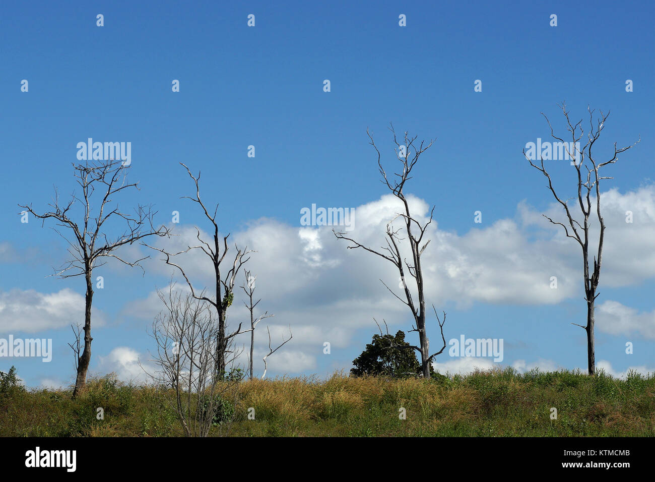 dead tree in the meadow landscape background Stock Photo - Alamy
