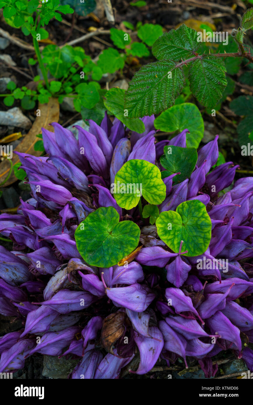 Purple toothwort (Lathraea clandestina), Springtime, Arboreto, Liendo ...