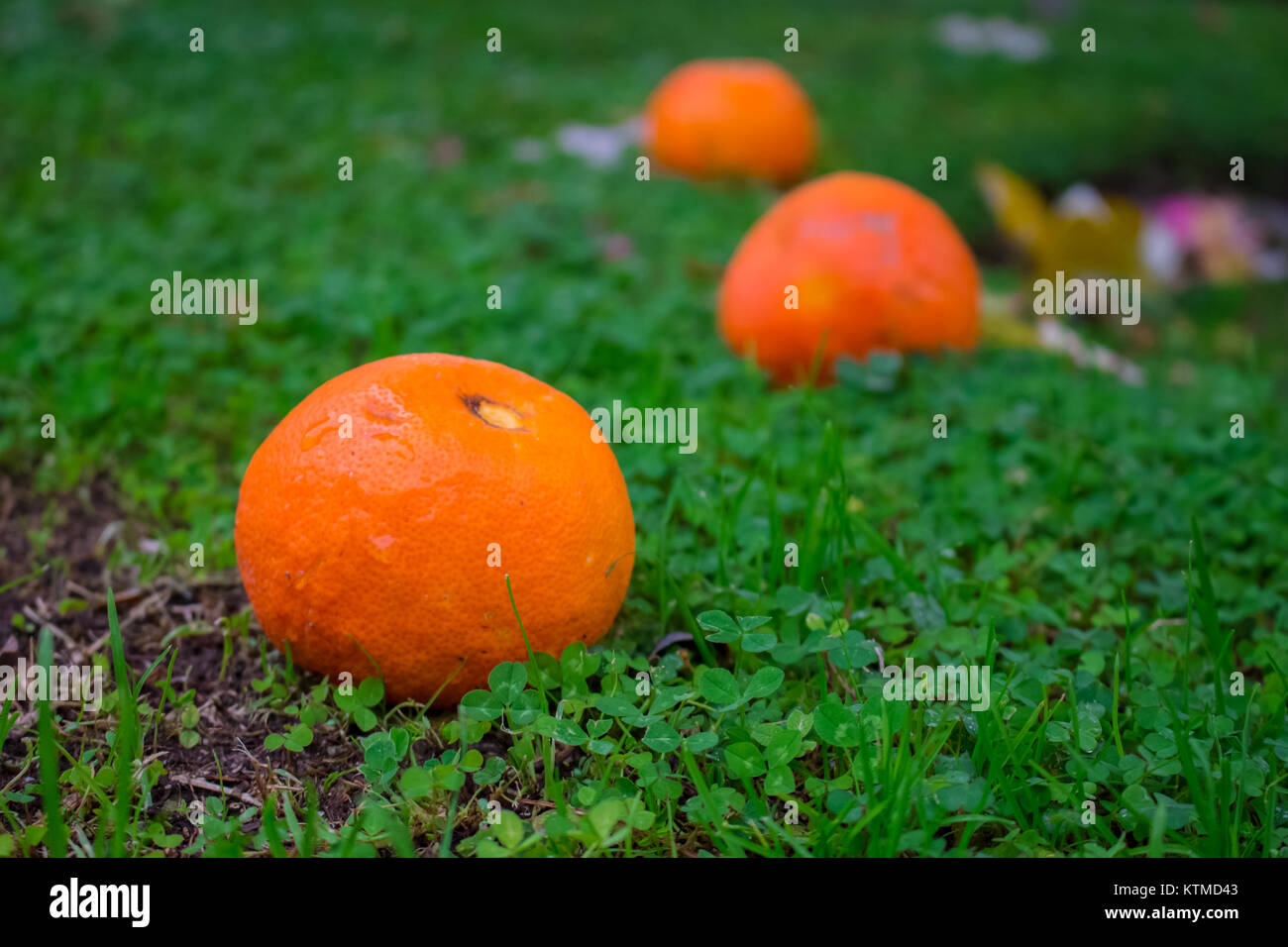 Orange fruit. Ripe orange fruit on the ground Stock Photo - Alamy