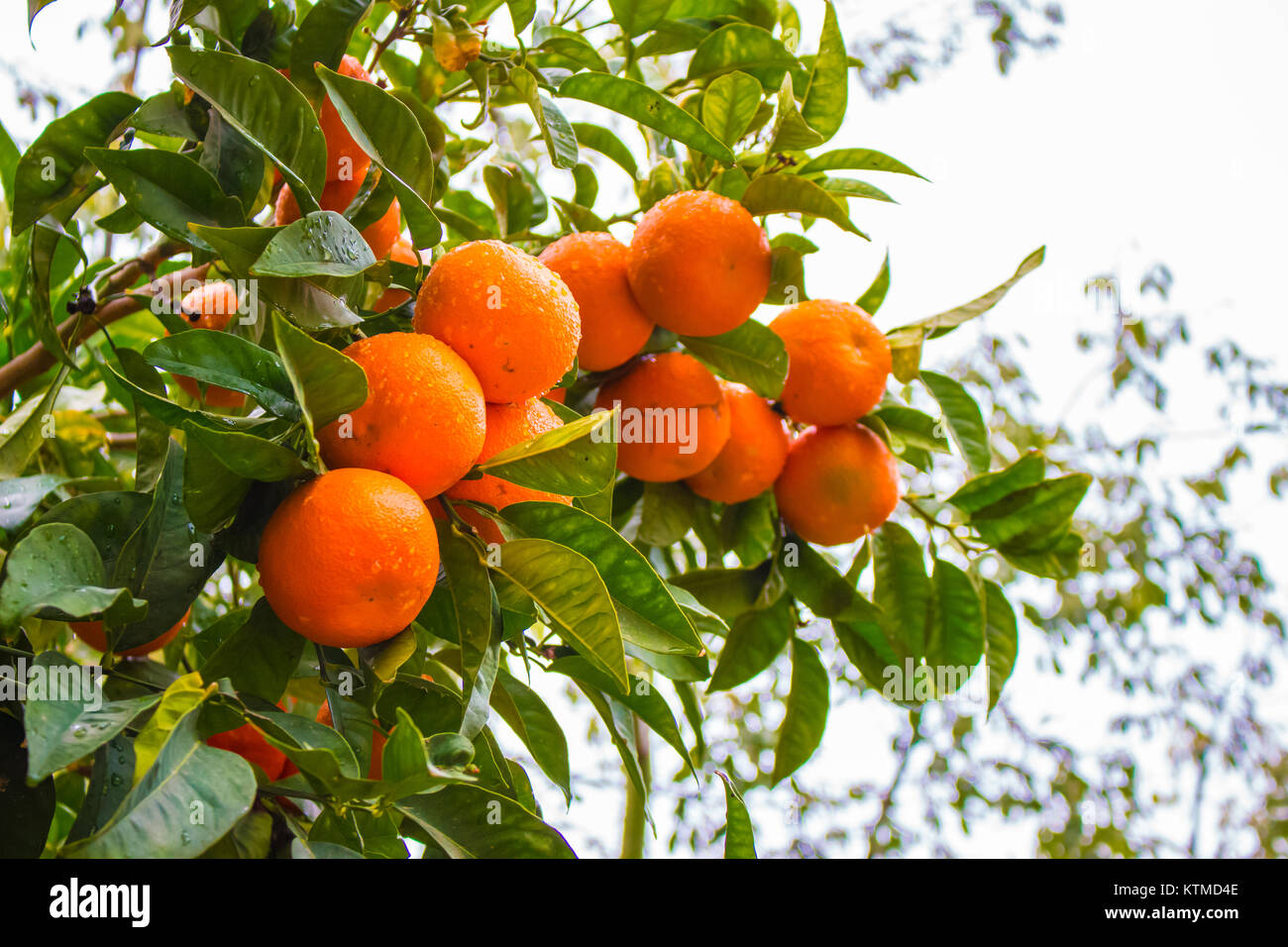 Orange fruit. Orange tree with fruits. Spain Stock Photo - Alamy
