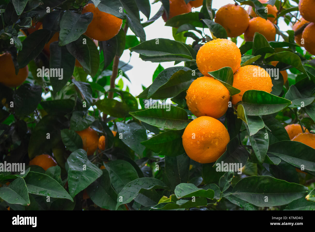 Orange fruit. Orange tree with fruits. Spain Stock Photo - Alamy