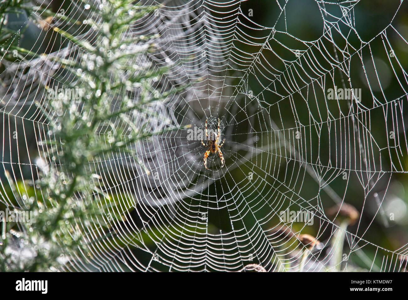 Heavy dew on a cobweb and spider in a Gorse bush, Hayle, Cornwall ...