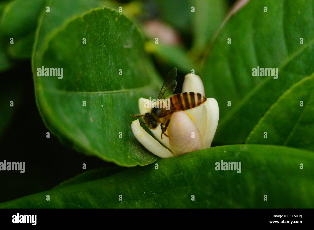 Bees gather honey between petals Stock Photo - Alamy