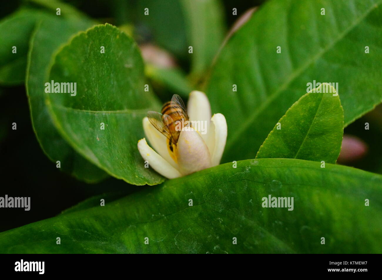 Bees gather honey between petals Stock Photo - Alamy
