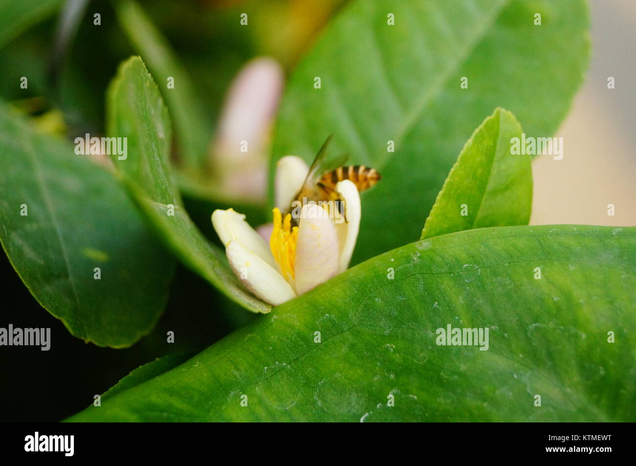 Bees gather honey between petals Stock Photo - Alamy