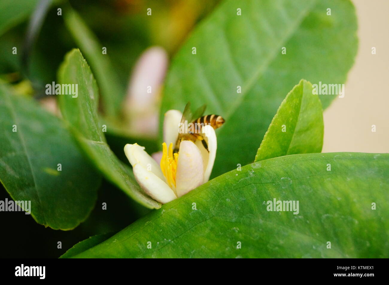 Gather honey hi-res stock photography and images - Alamy