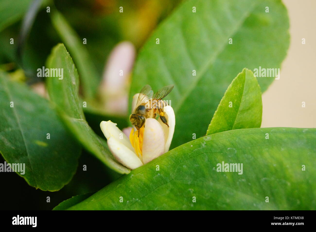 Bees gather honey between petals Stock Photo - Alamy