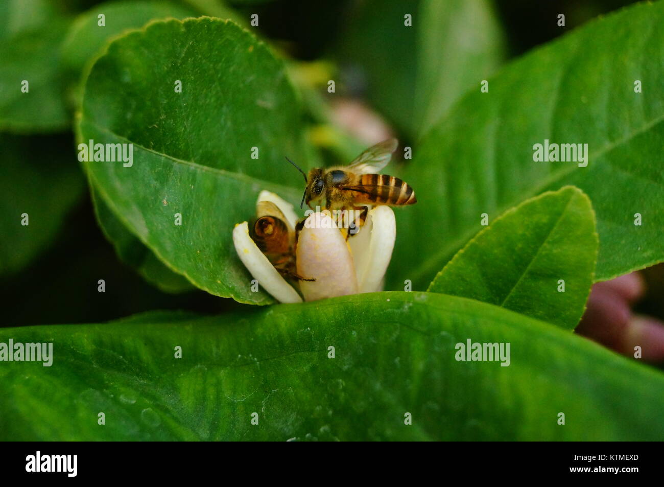 Bees gather honey between petals Stock Photo - Alamy