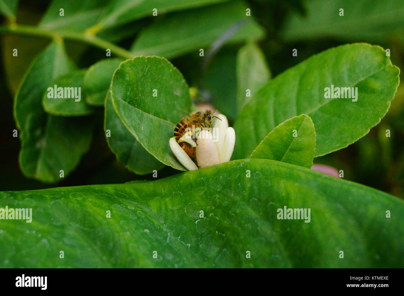 Bees gather honey between petals Stock Photo - Alamy