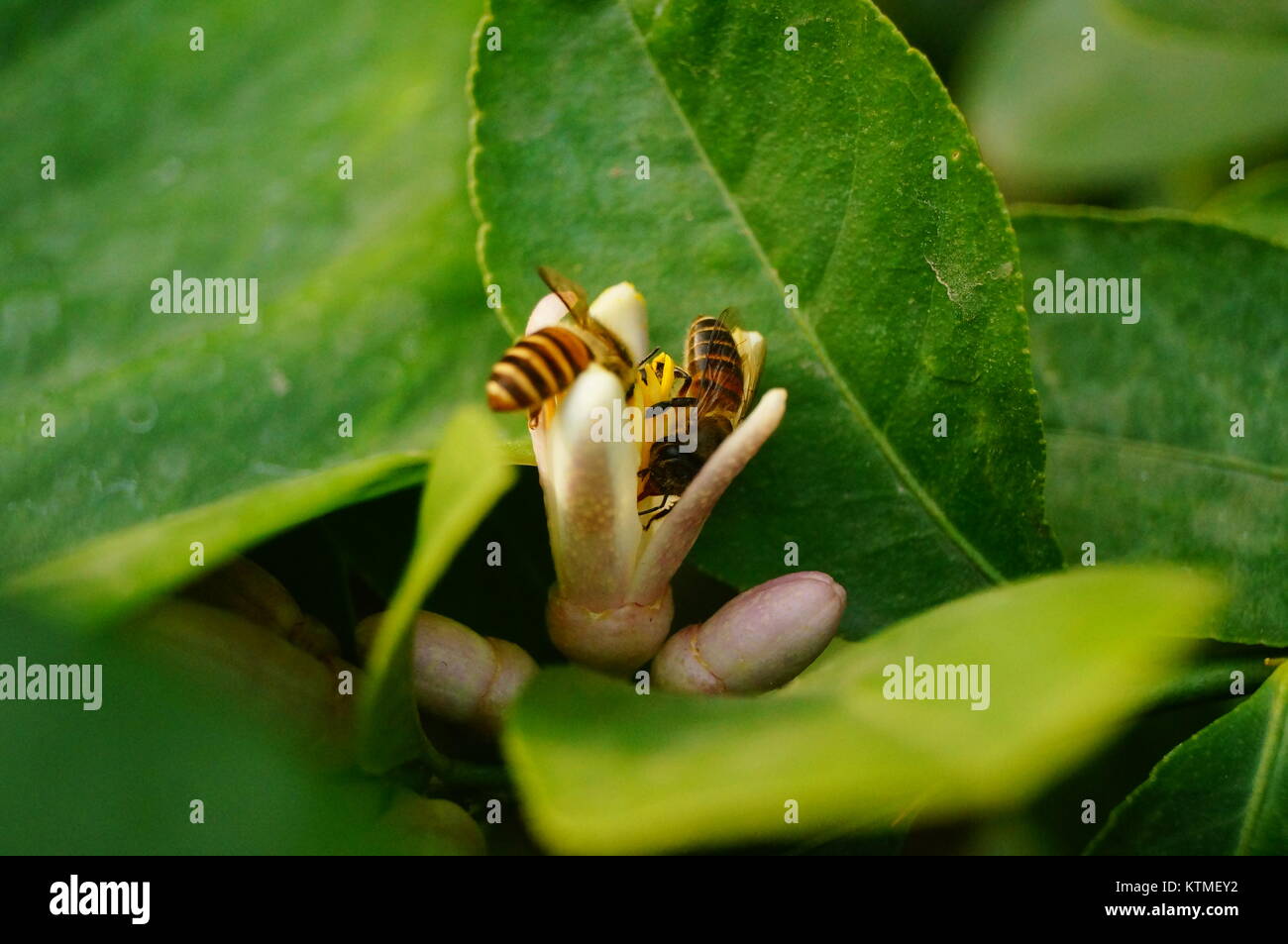 Bees gather honey between petals Stock Photo - Alamy