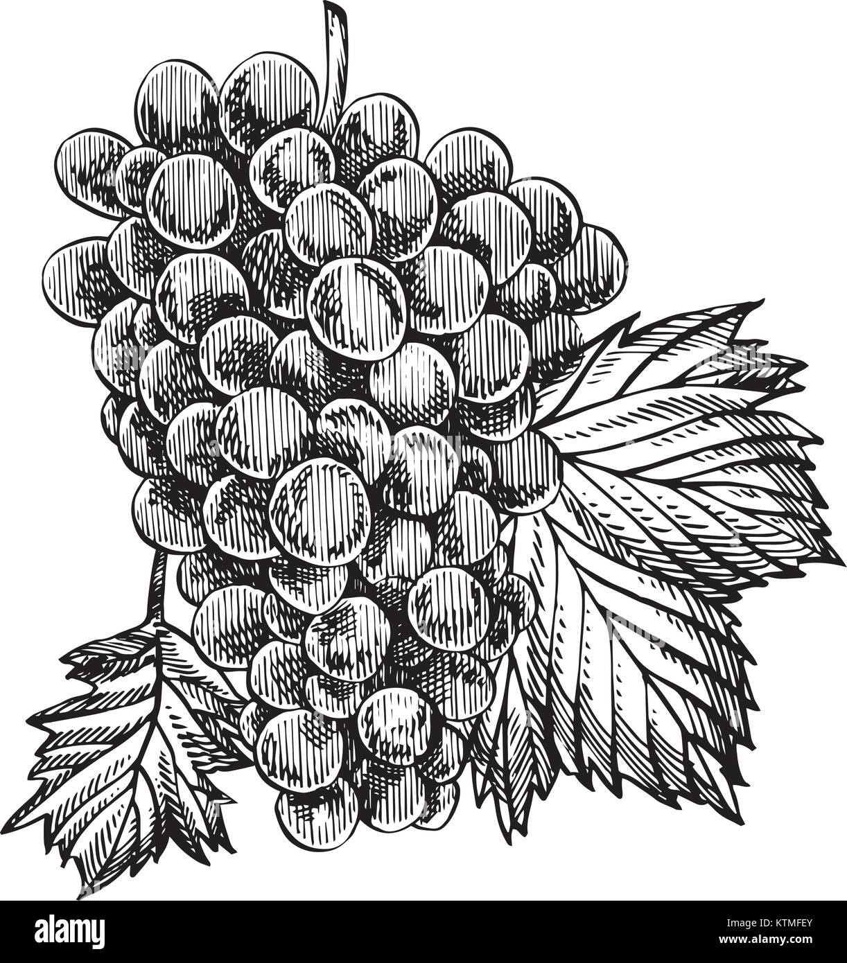 Isolated on white background. Hand drawn engraving style illustrations ...