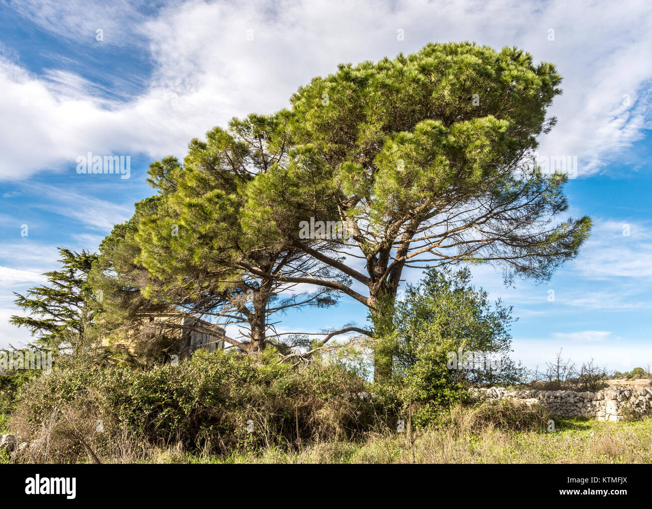 Sicilian fir hi-res stock photography and images - Alamy