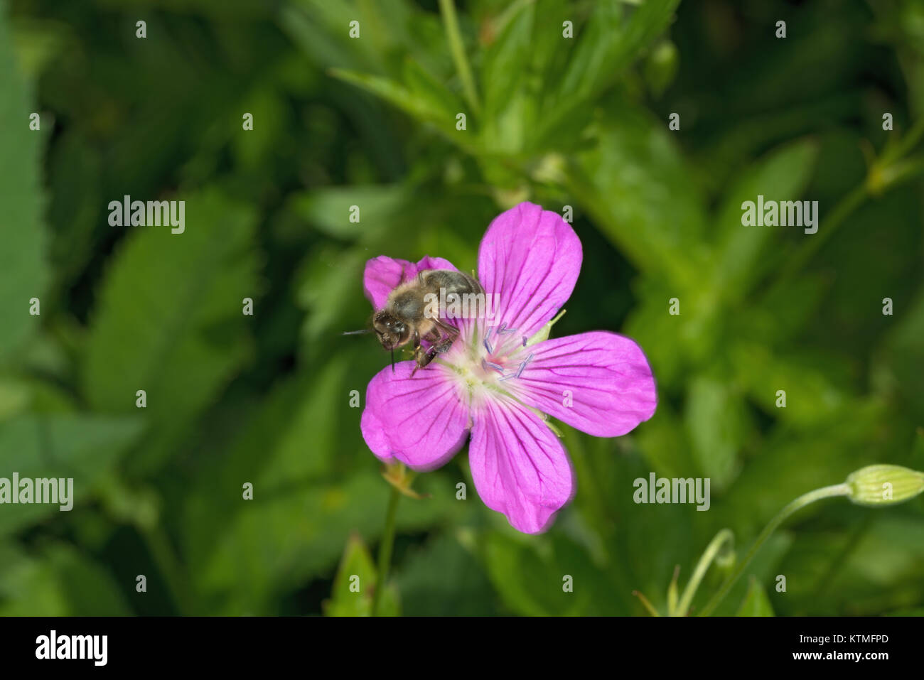 Close-up bee sitting on bright red-violet woodland geranium flower on ...