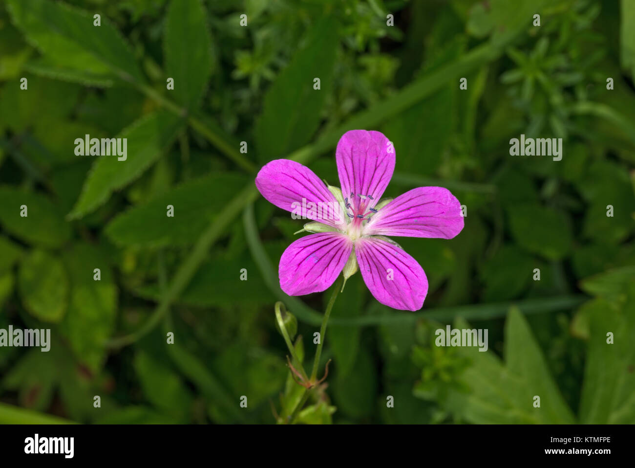 Close-up single bright red-violet woodland geranium flowe on green ...