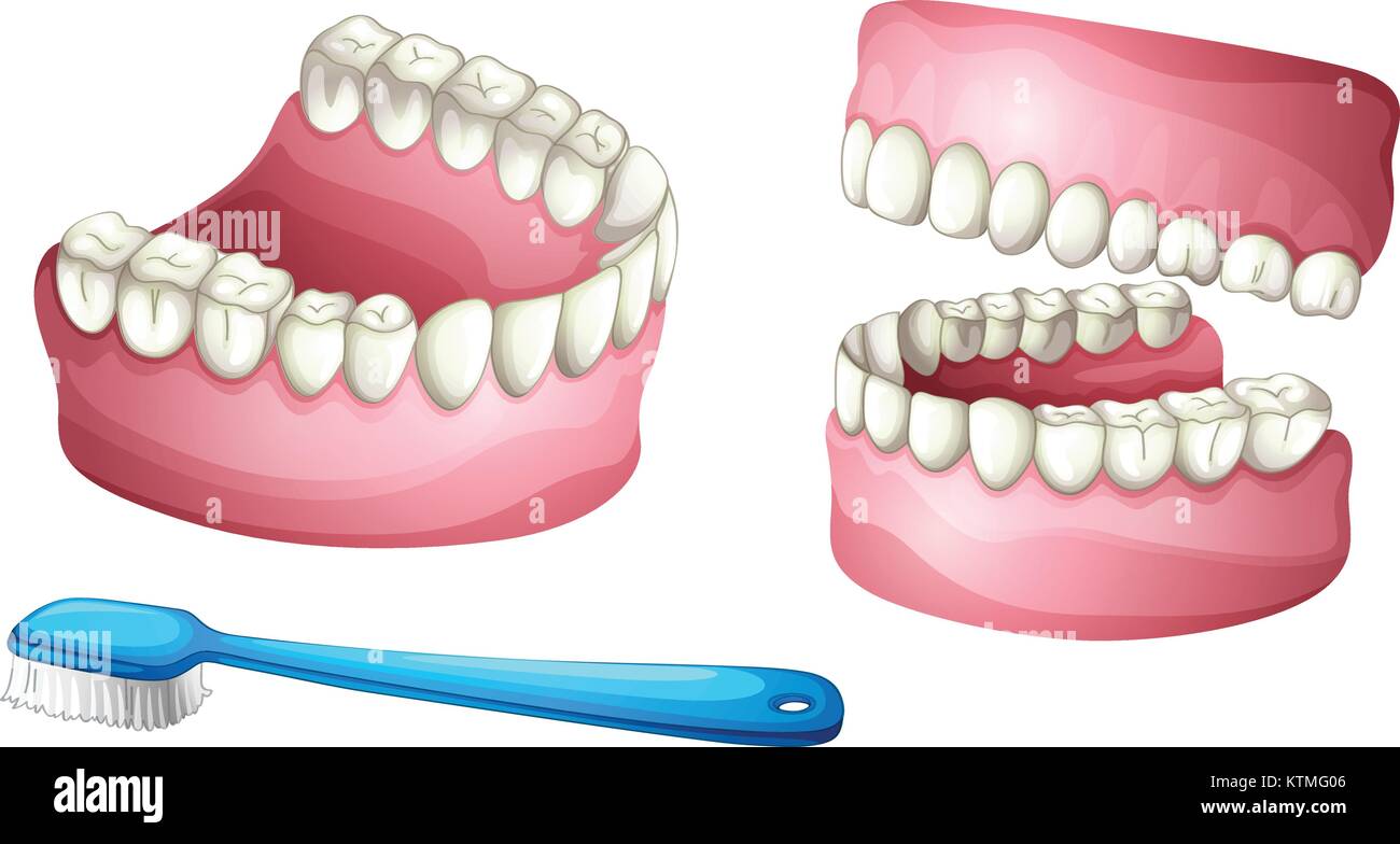 illustration of denture and tooth brush on a white background Stock ...