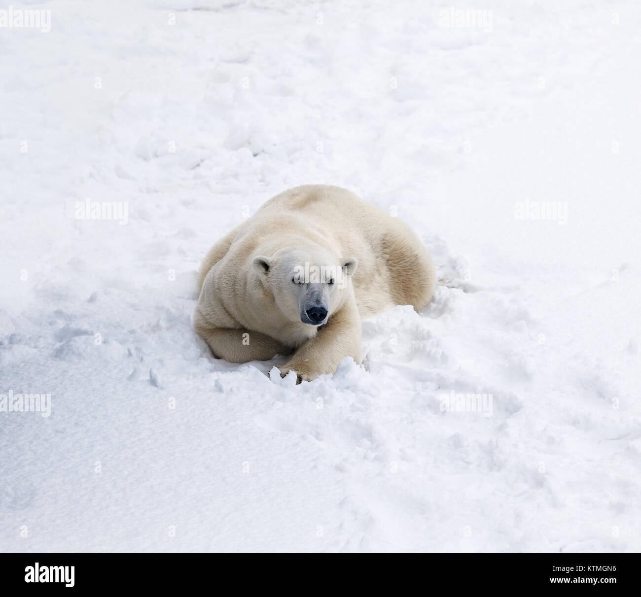polar bear on snow Stock Photo - Alamy