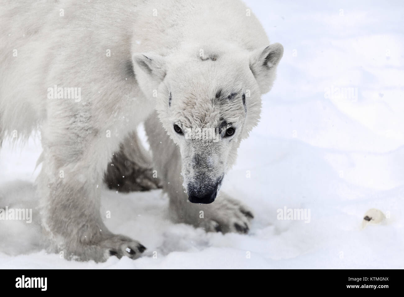 polar bear on snow Stock Photo - Alamy