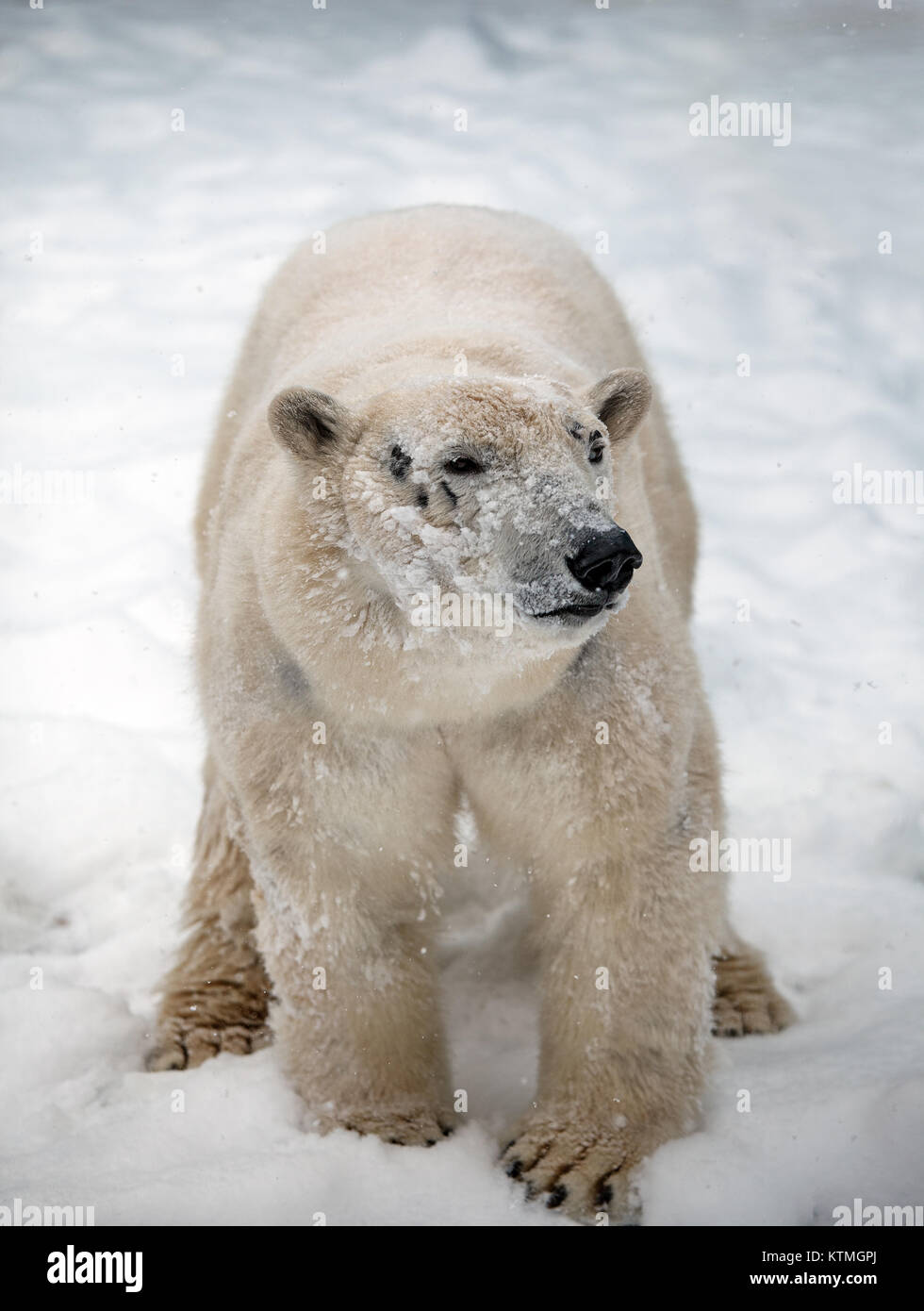 Polar bear on snow, portrait of a polar bear Stock Photo - Alamy
