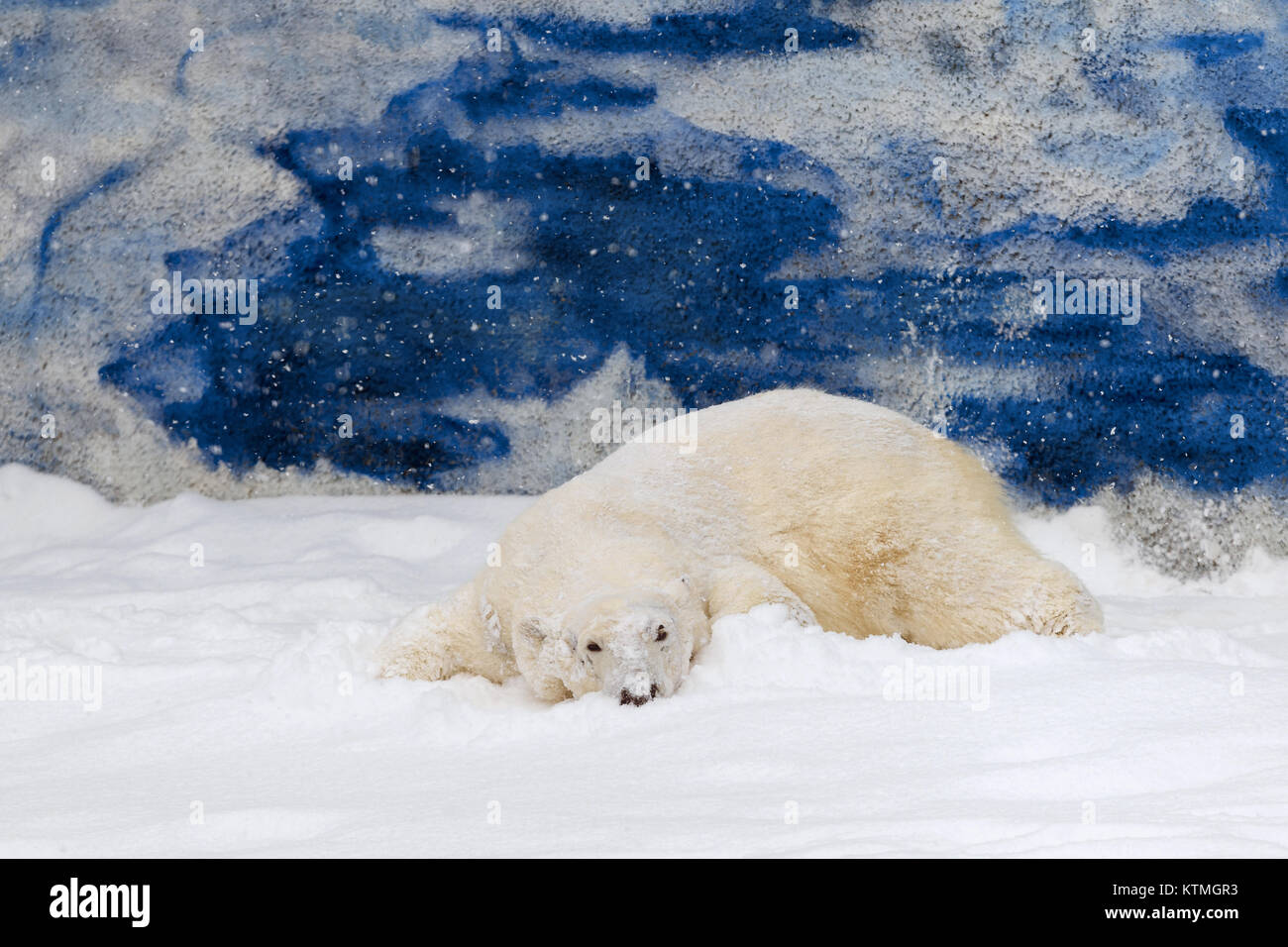 polar bear on snow Stock Photo - Alamy