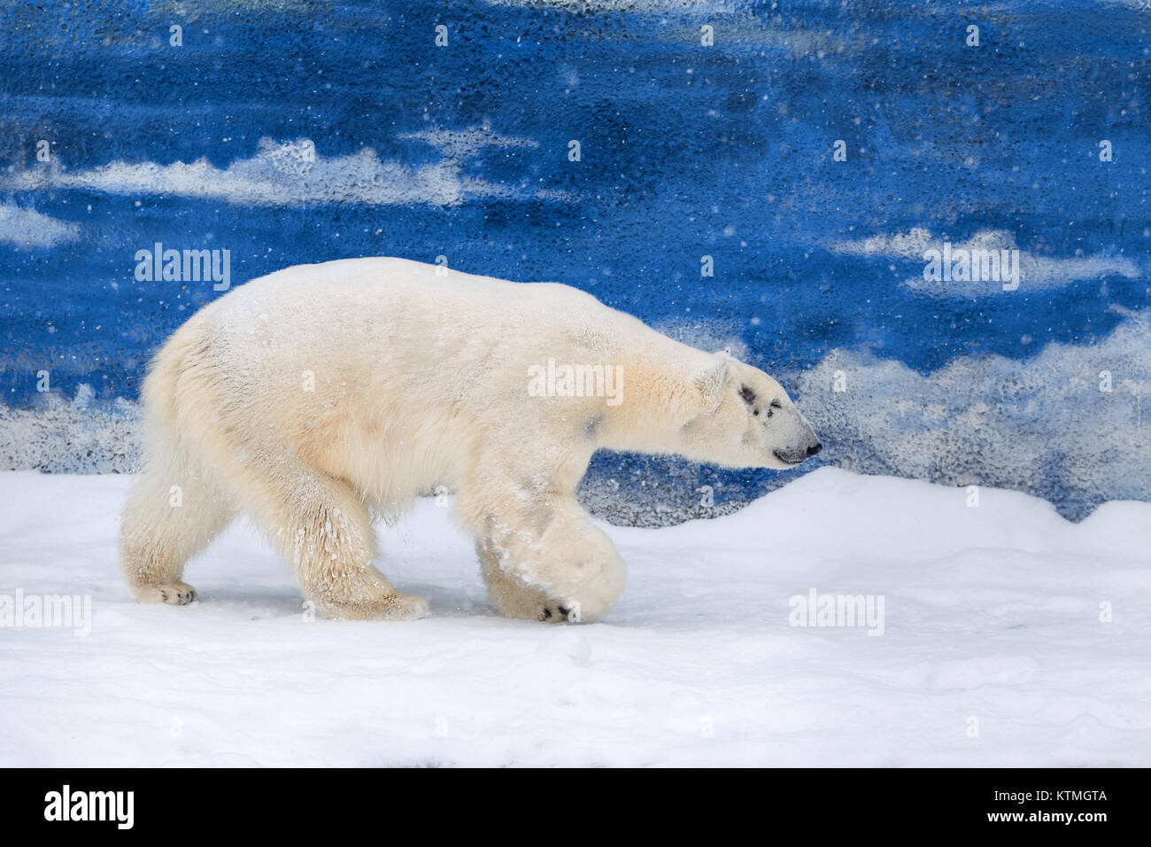 polar bear on snow Stock Photo - Alamy