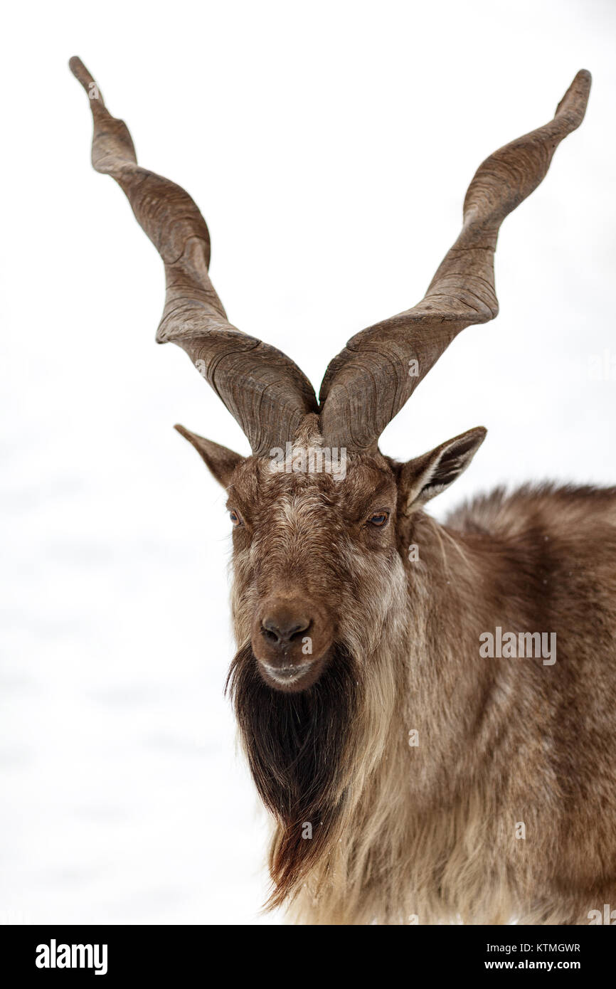 Screw horn goat hi-res stock photography and images - Alamy