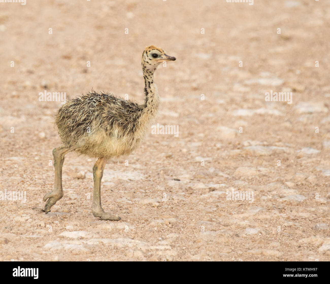 South African ostrich chick walking in Etosha National Park, Namibia ...
