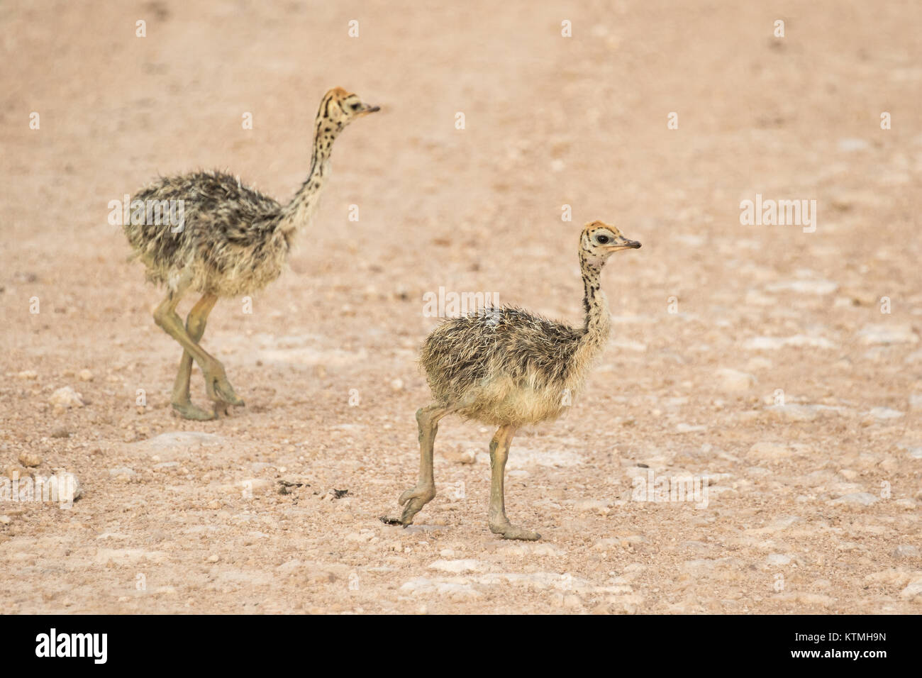 South African ostrich chicks in Etosha National Park, Namibia Stock ...