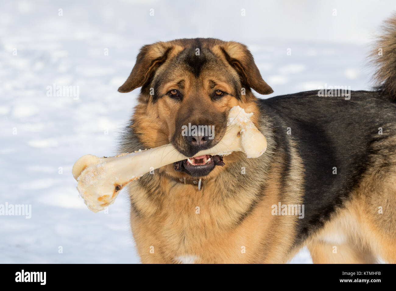 Bone in her teeth hi-res stock photography and images - Alamy