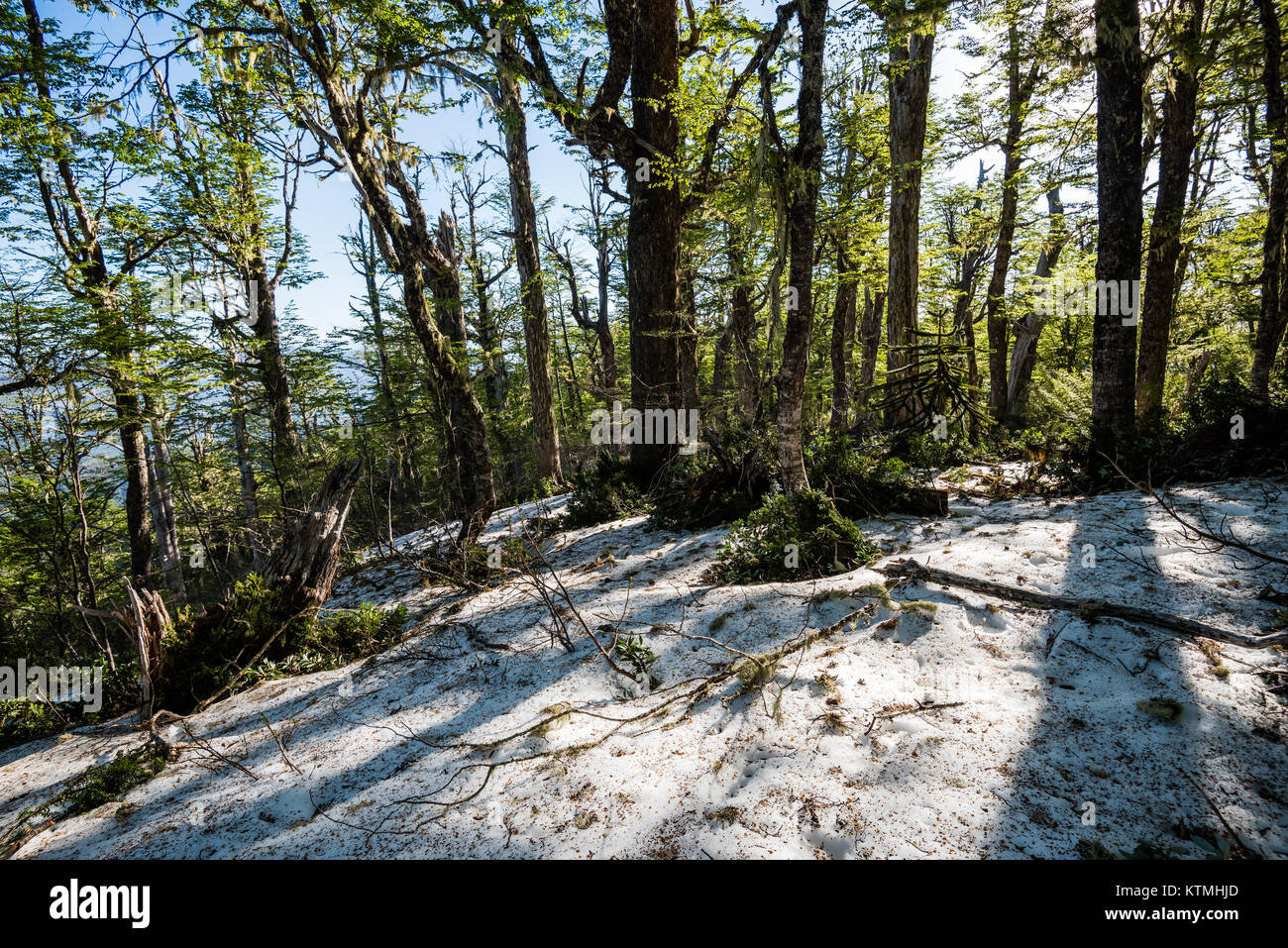 Coigue tree hi-res stock photography and images - Alamy