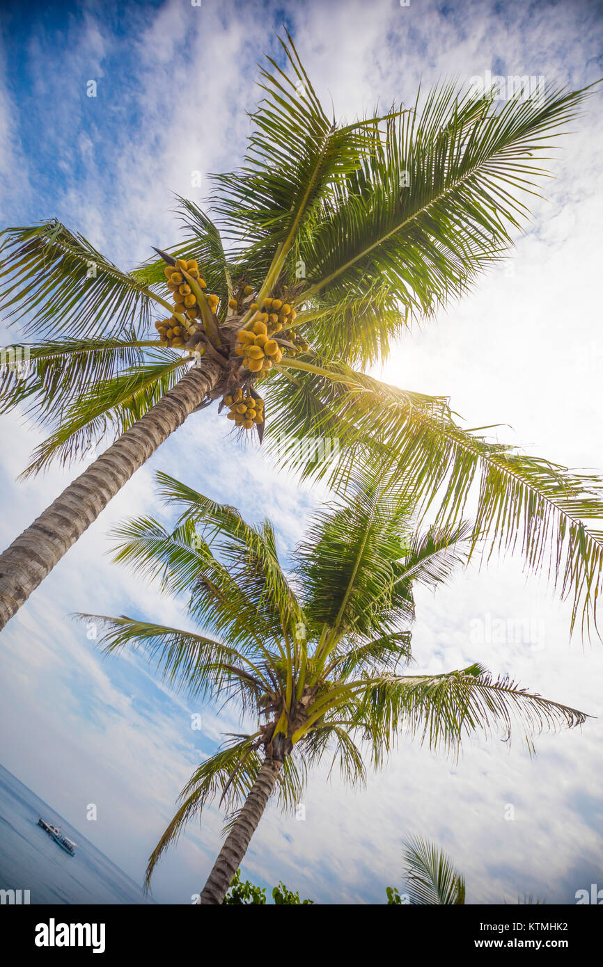 Tall coconut palm tree hi-res stock photography and images - Alamy