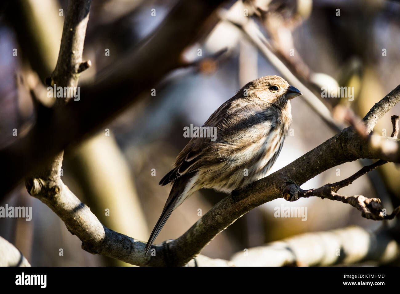 Small Songbird Perched on Bare Tree Stock Photo - Alamy