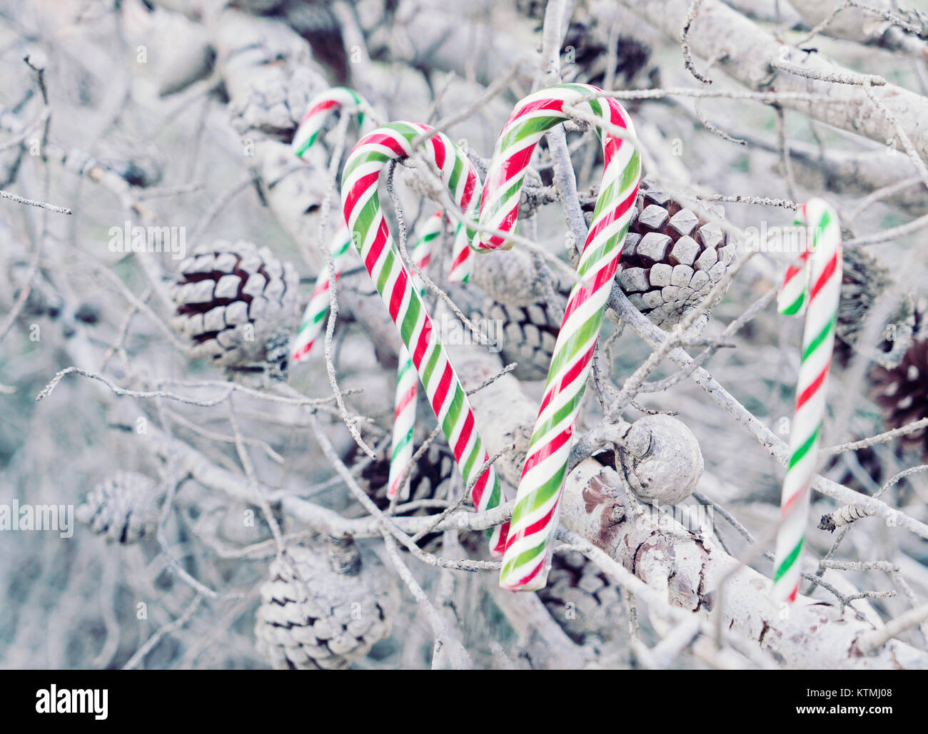 Magic Candy tree concept Stock Photo - Alamy