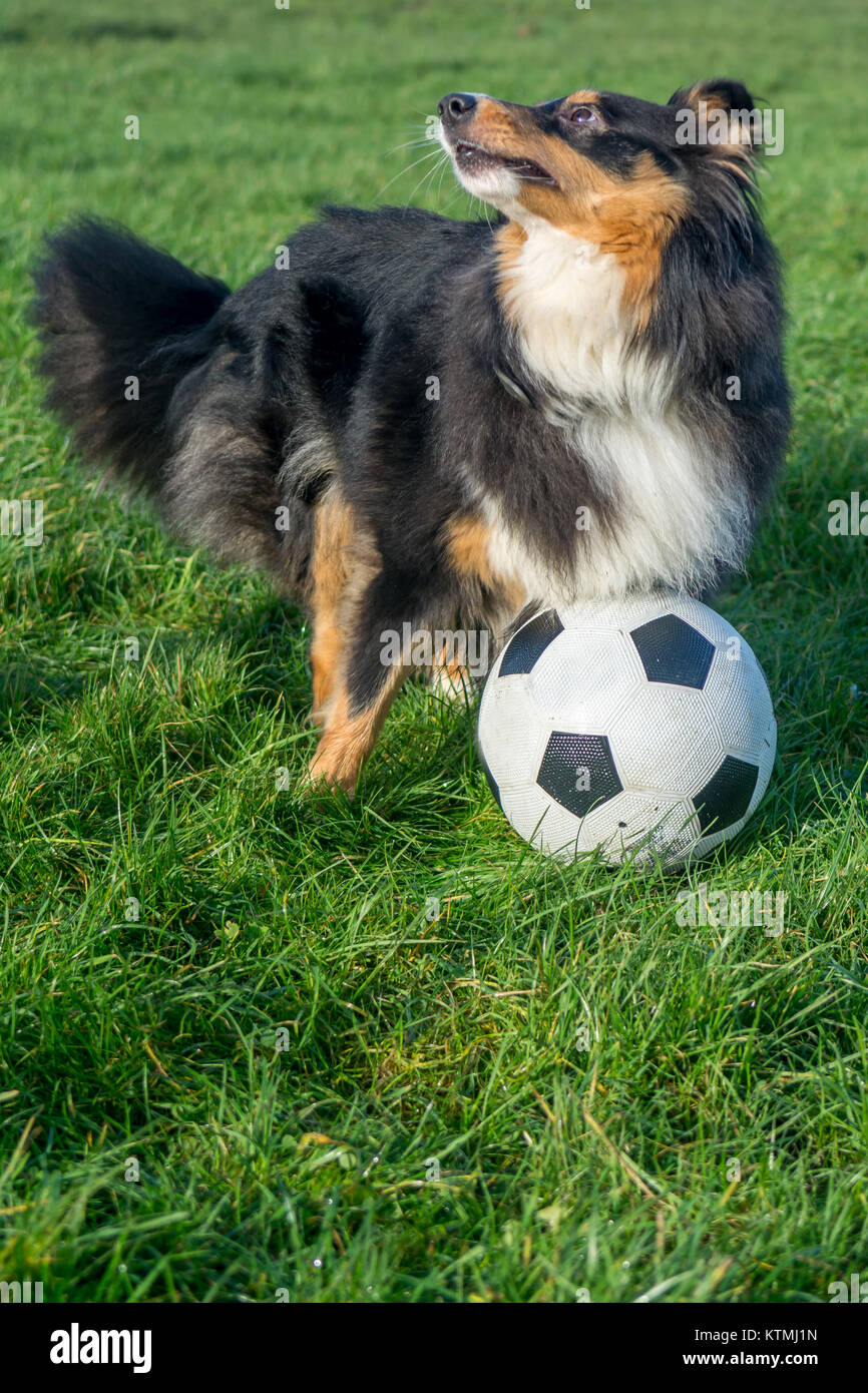 Dog playing football hi-res stock photography and images - Alamy