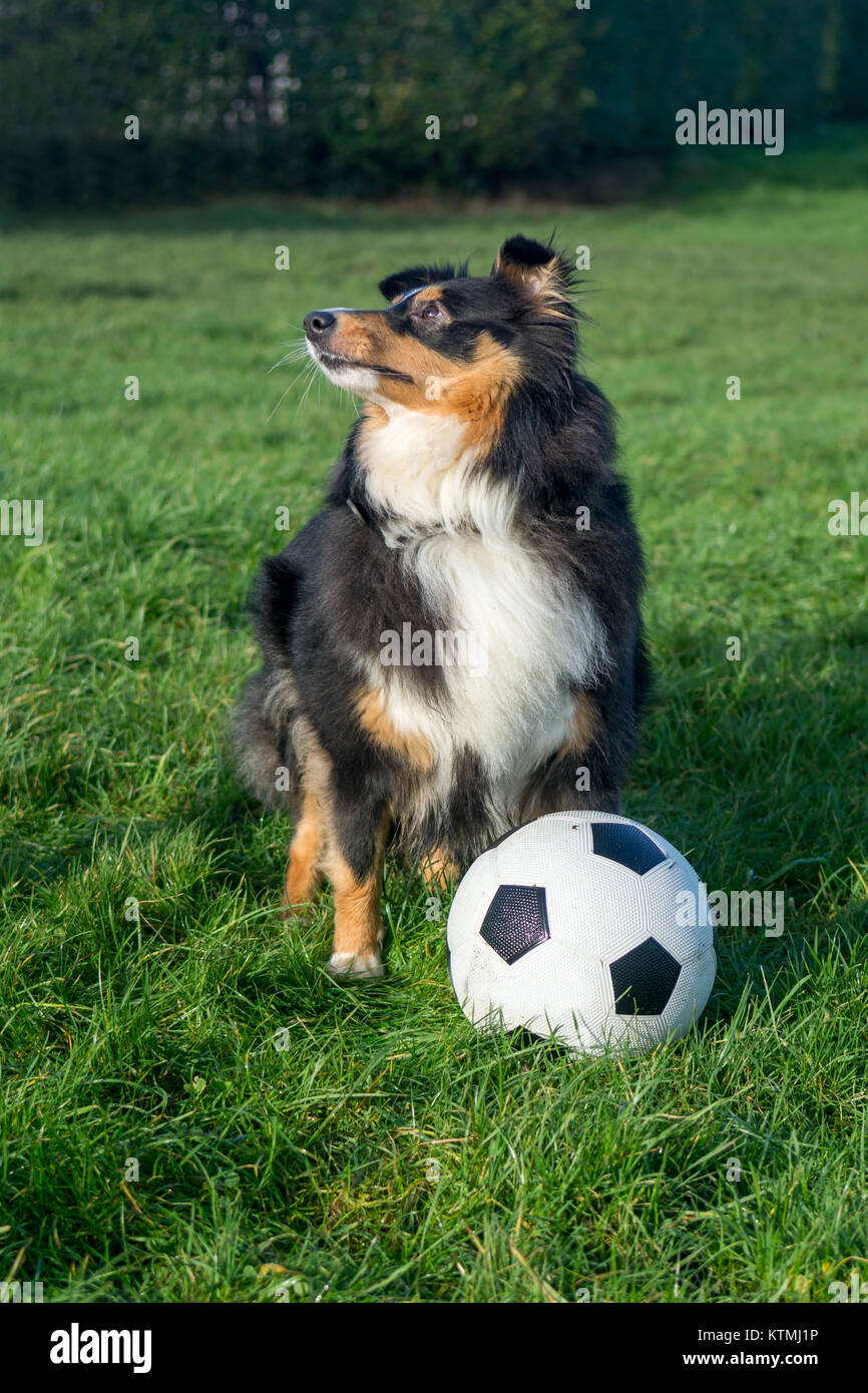 Sheltie Football player Stock Photo - Alamy