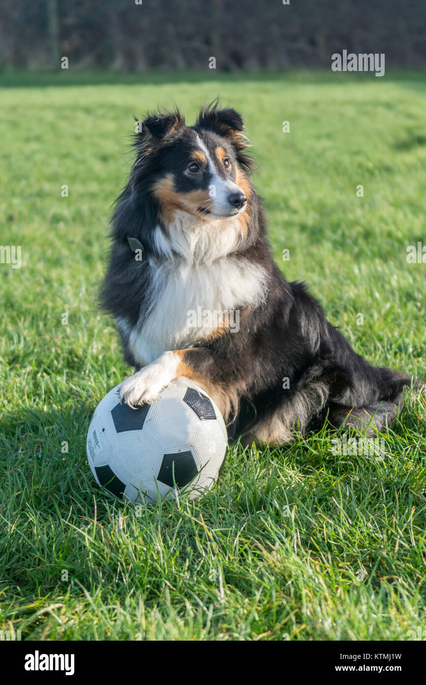 Sheltie Football player Stock Photo - Alamy