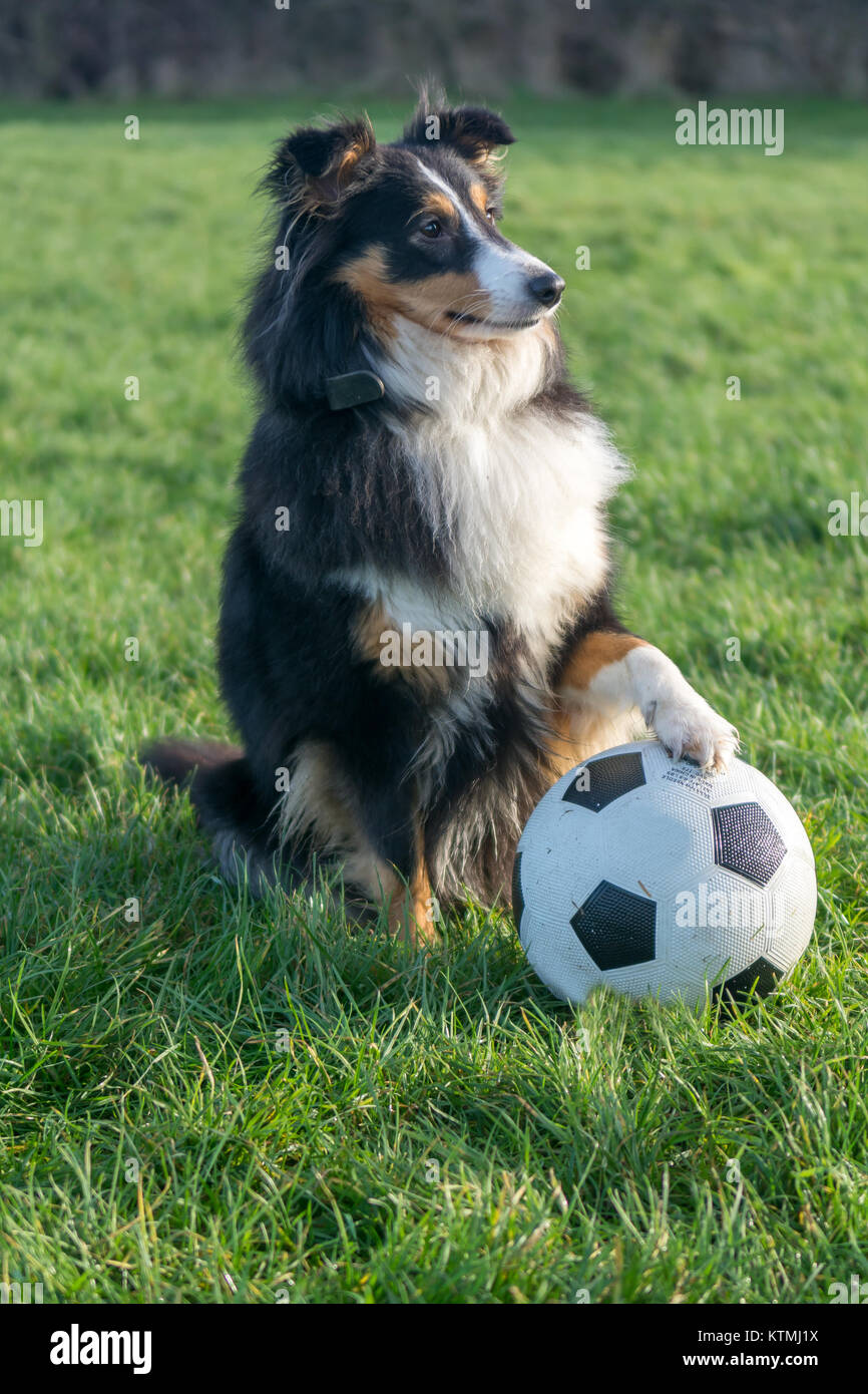 Dog playing football hi-res stock photography and images - Alamy