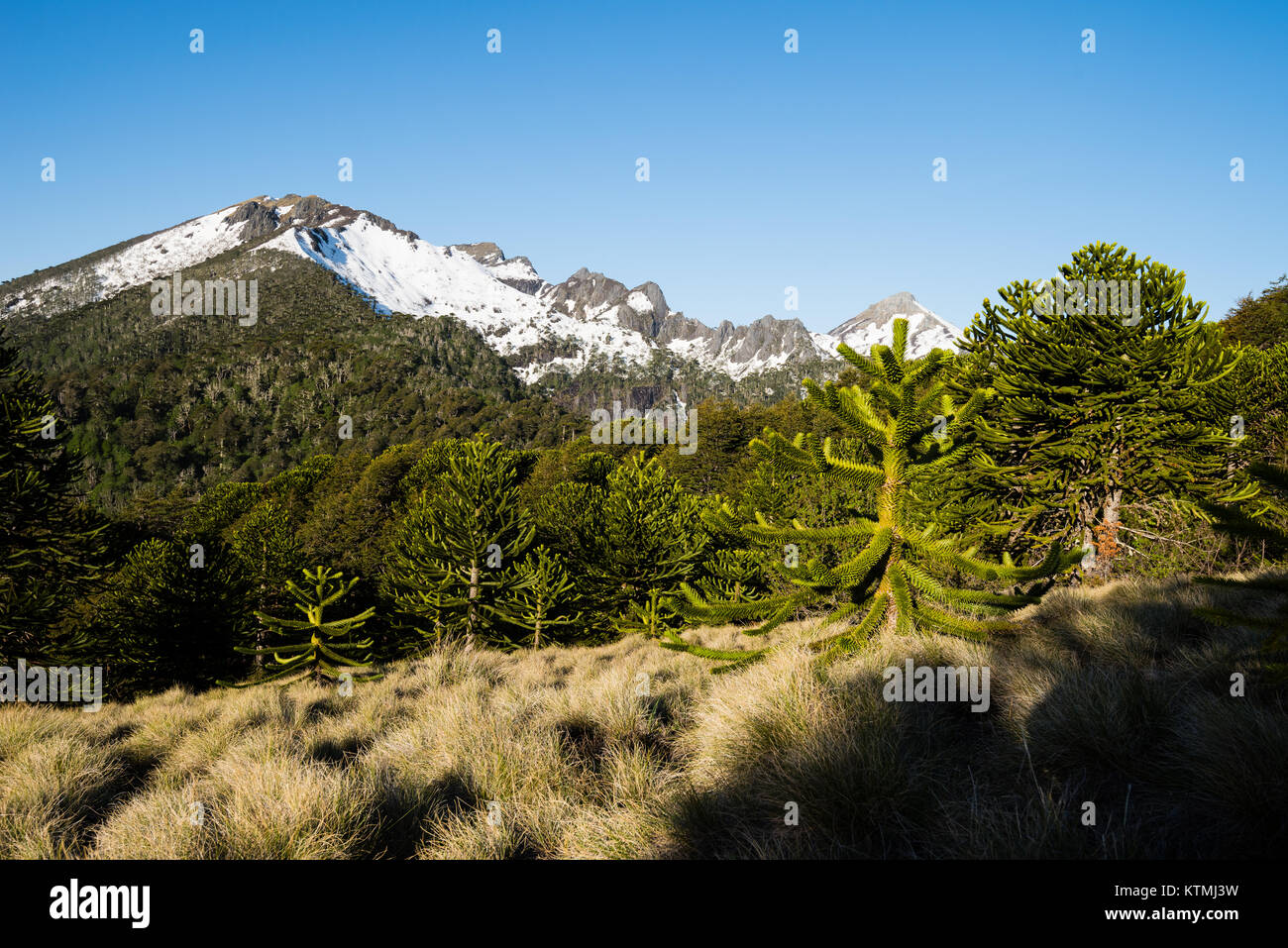 Pehuen trees water hi-res stock photography and images - Alamy