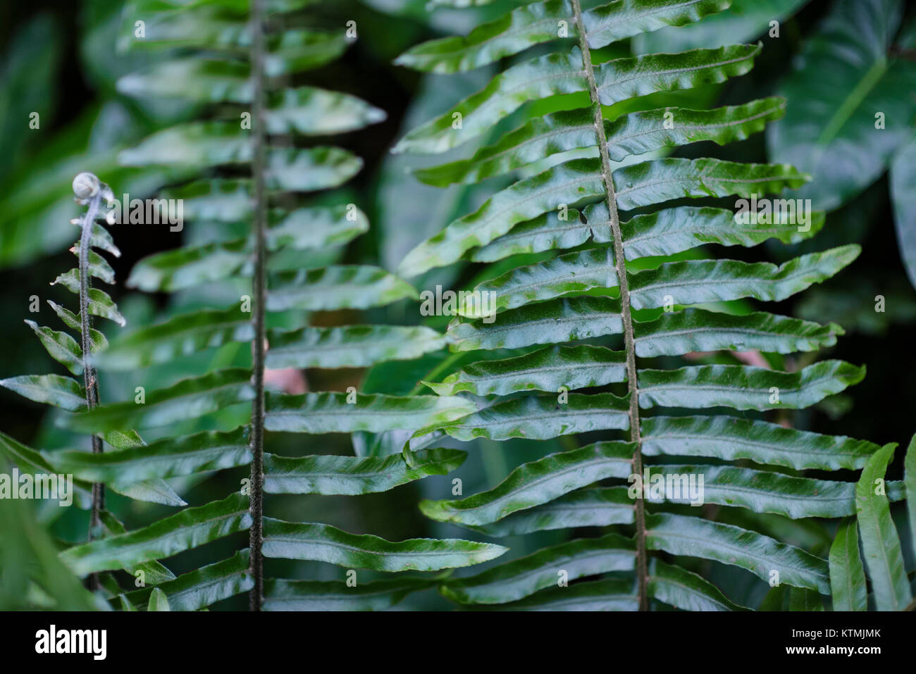 Man made biome hi-res stock photography and images - Alamy