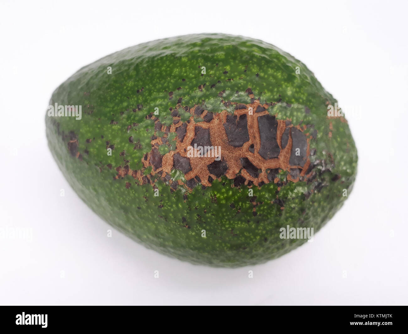 Avocado scab is a fungal disease that affects avocados, causing surface ...