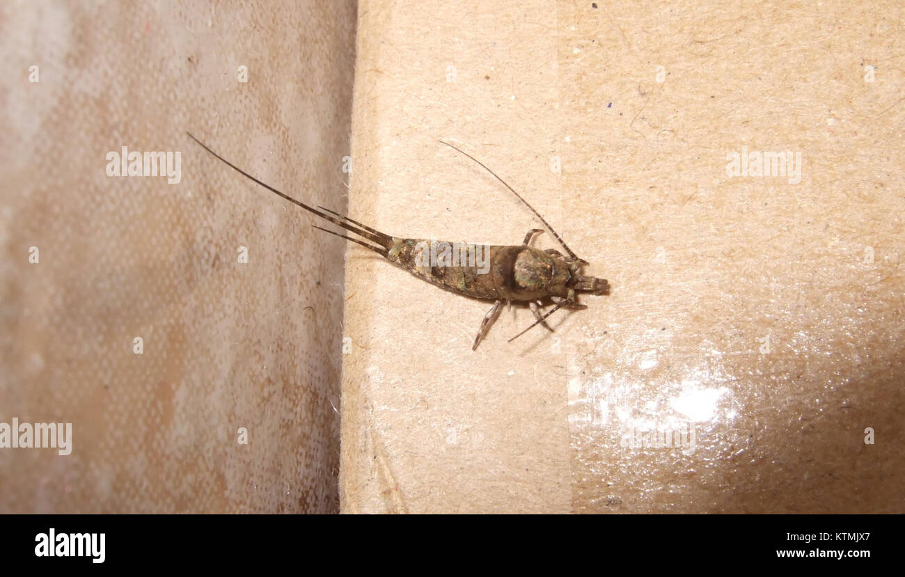 Betenocturne8 represents a collection of nocturnal imagery, focusing on ...