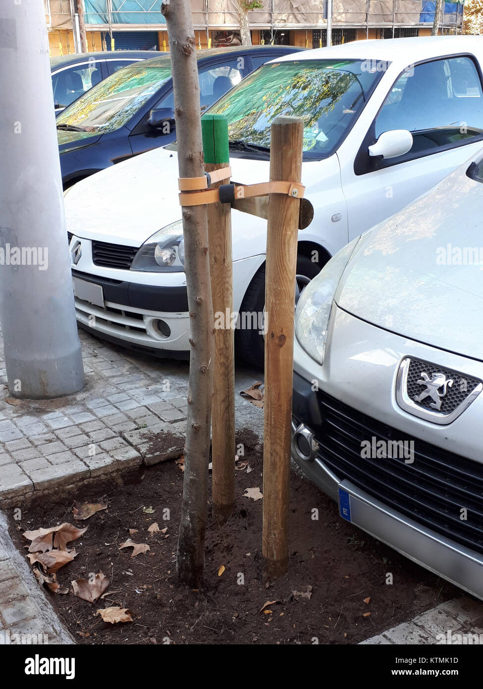 Staking tree hi-res stock photography and images - Alamy