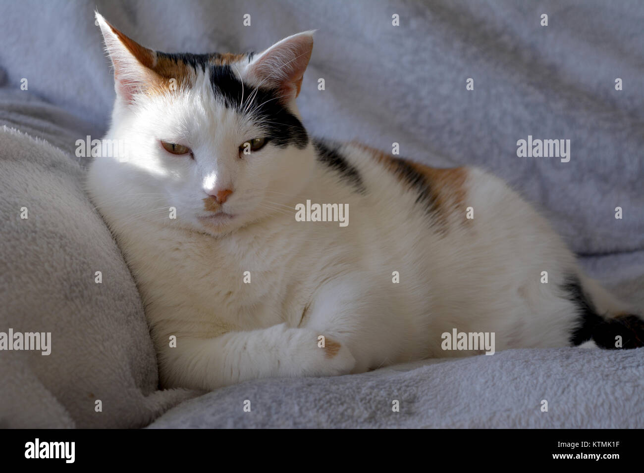 Sweet cat, lazy on the couch. Tortoiseshell and white cat. Lapjeskat ...