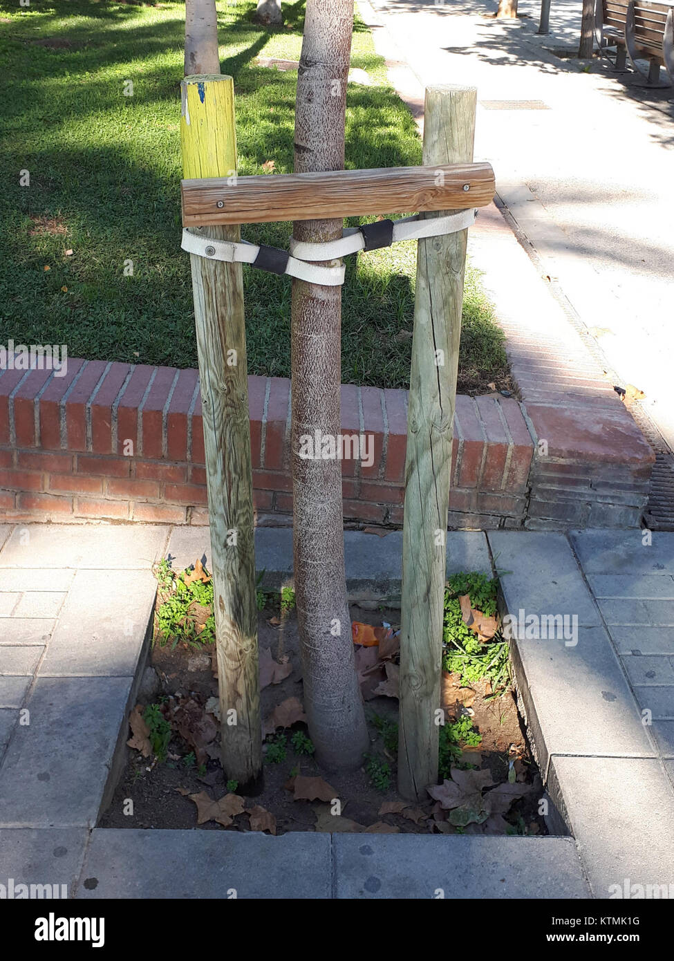 Tree staking hi-res stock photography and images - Alamy