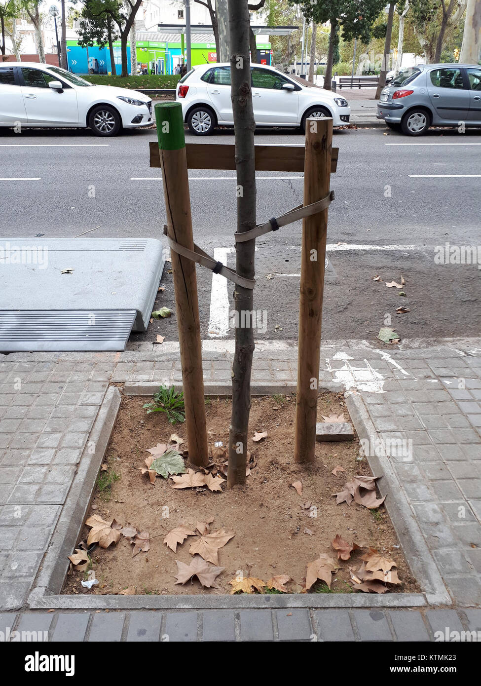 Staking tree hi-res stock photography and images - Alamy