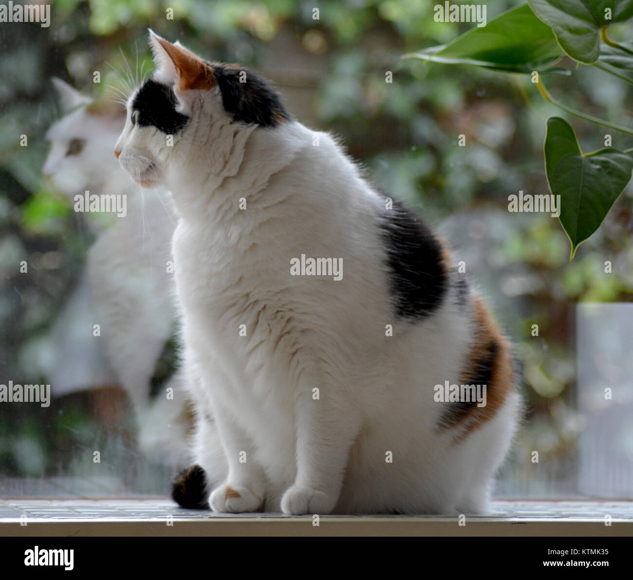 Sweet cat, looking out the window. Tortoiseshell and white cat ...