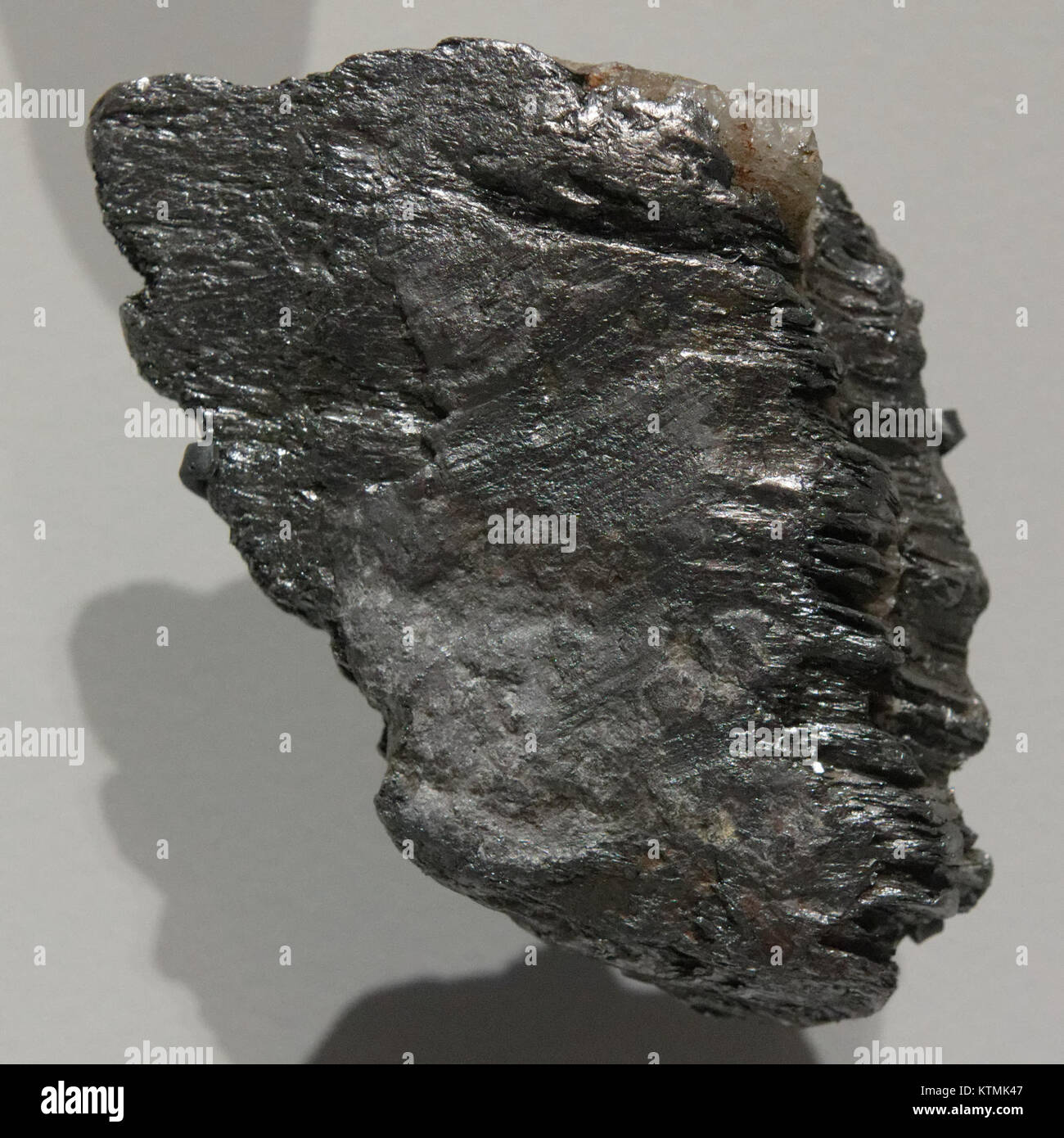 Museum specimen hi-res stock photography and images - Alamy