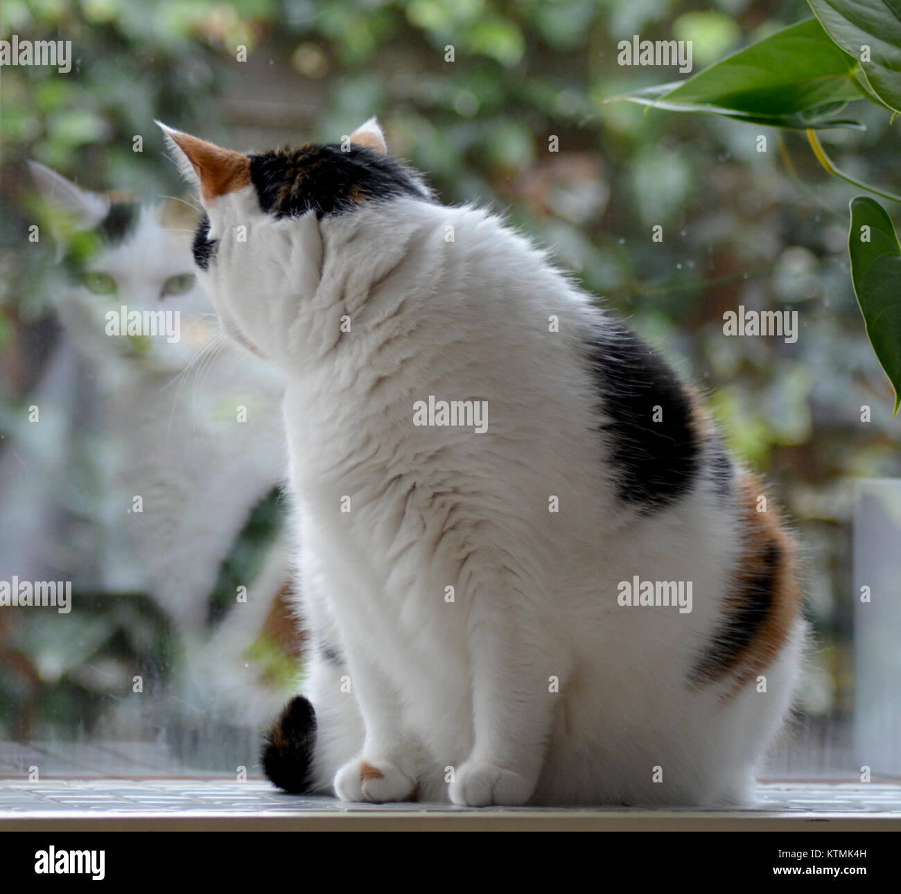 Sweet cat, looking out the window. Tortoiseshell and white cat ...