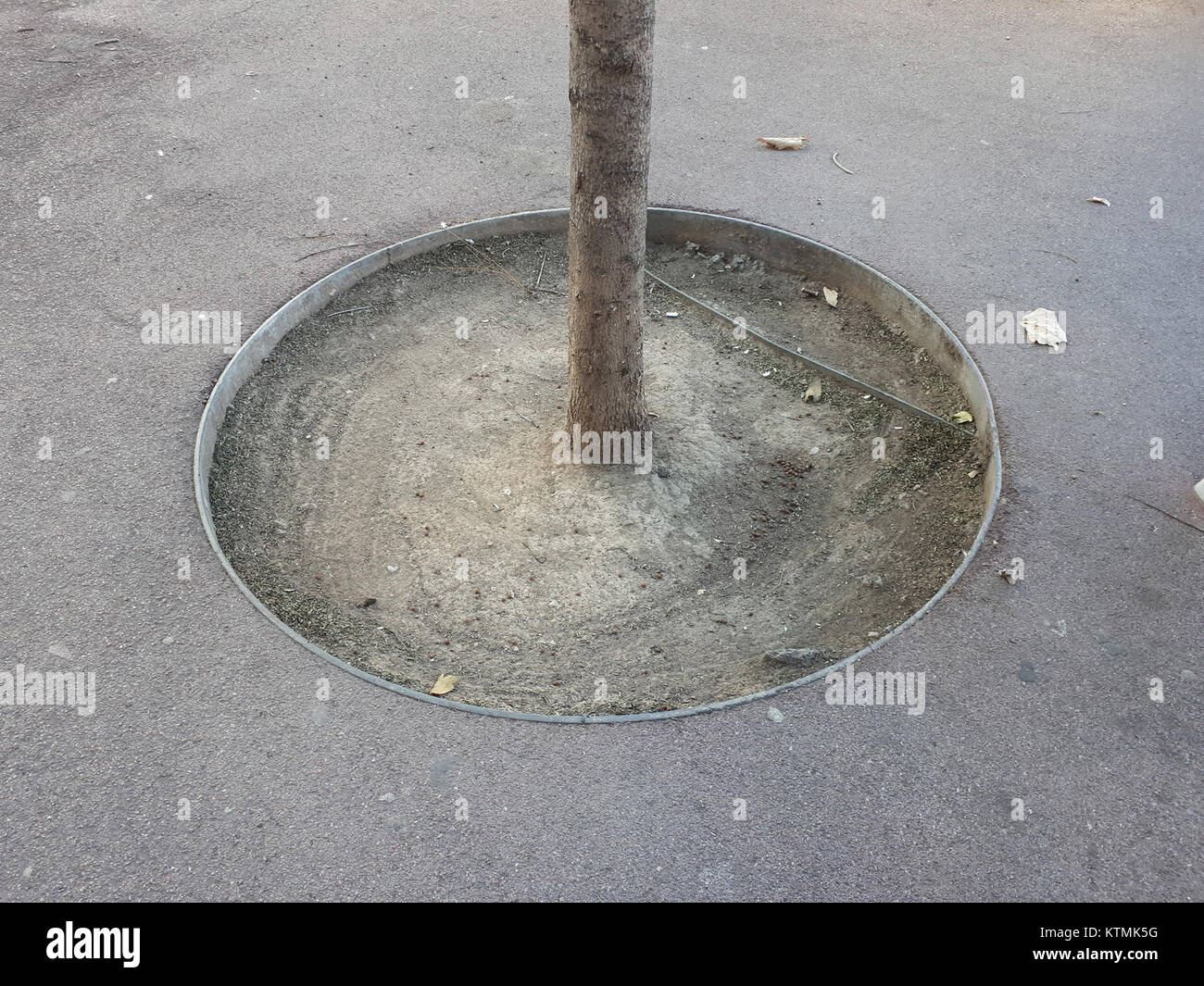 The 2016 renovation of Barcelona’s round tree pit showcases the city’s ...