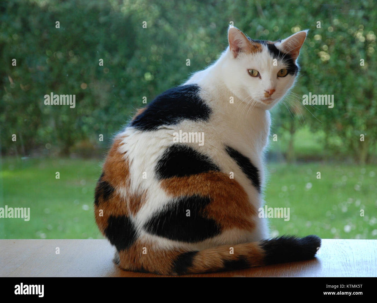 Sweet cat, looking out the window. Tortoiseshell and white cat ...
