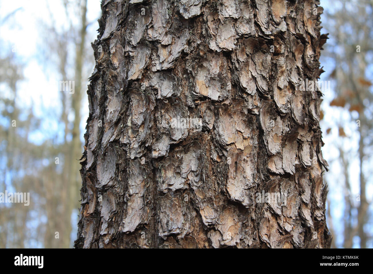 Bark of an adult eastern white pine (pinus strobus) tree Stock Photo ...